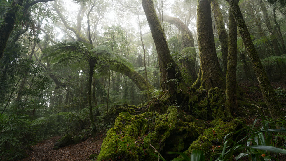 Ancient Rainforest Landscape Photos - Gondwana Collection