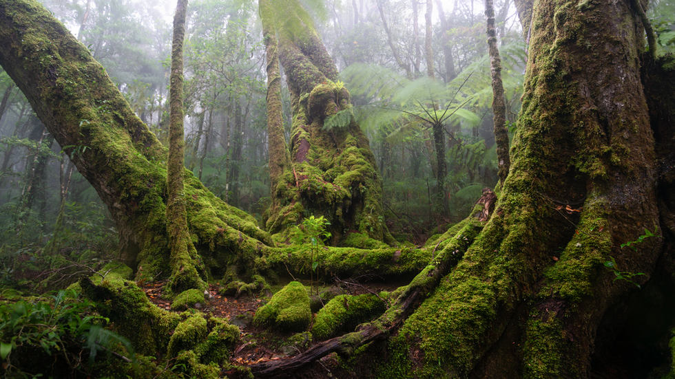 Ancient Rainforest Landscape Photos - Gondwana Collection