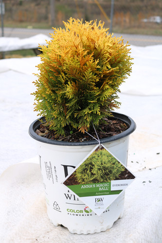 Arbovitae 'Anna's Magic Ball' | Drum LandscapeSupply