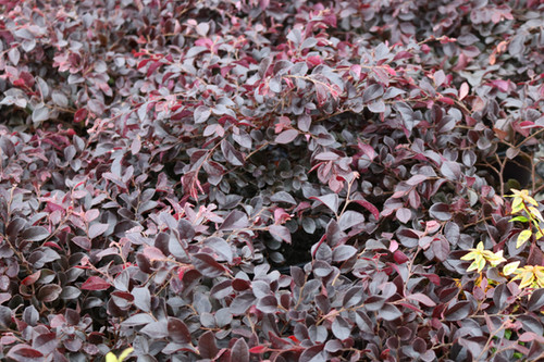 Loropetalum 'Crimson Fire' | Drum LandscapeSupply