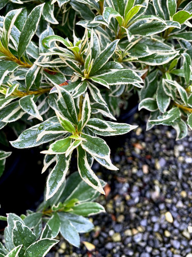 Azalea 'Arctic Rose' | Drum LandscapeSupply