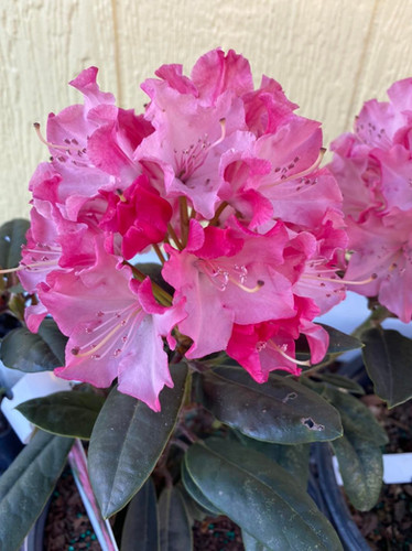 Rhododendron 'Black Hat' | Drum LandscapeSupply
