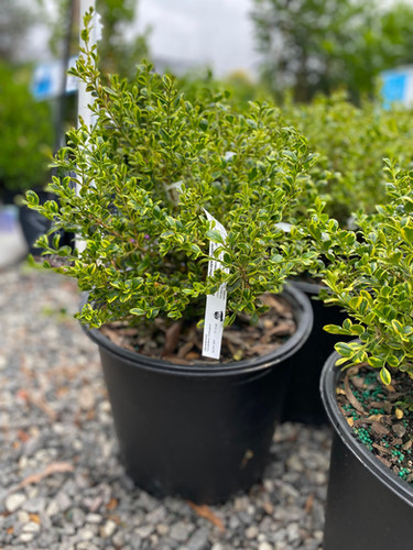Boxwood 'Golden Dream' | Drum LandscapeSupply