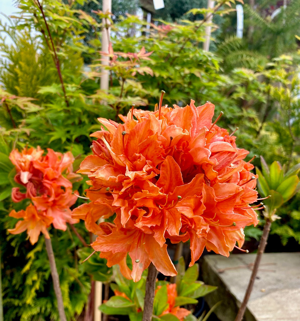 Native Azalea 'Mandarin Lights' | Drum LandscapeSupply