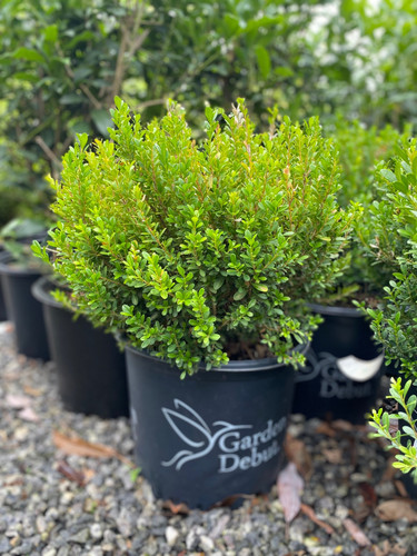 Boxwood 'Baby Jade' | Drum LandscapeSupply
