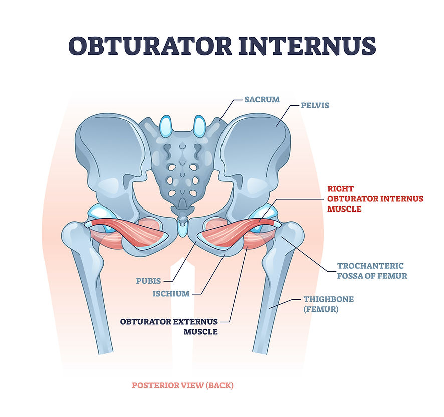 obturator externus muscle function