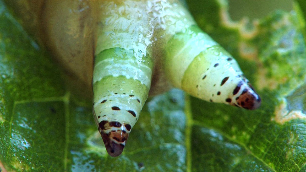 Green Banded Broodsac, Leucochloridium Paradoxum