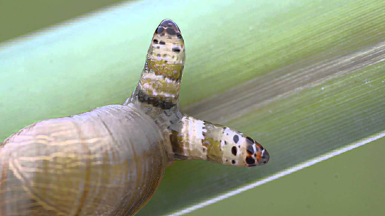Green Banded Broodsac, Leucochloridium Paradoxum
