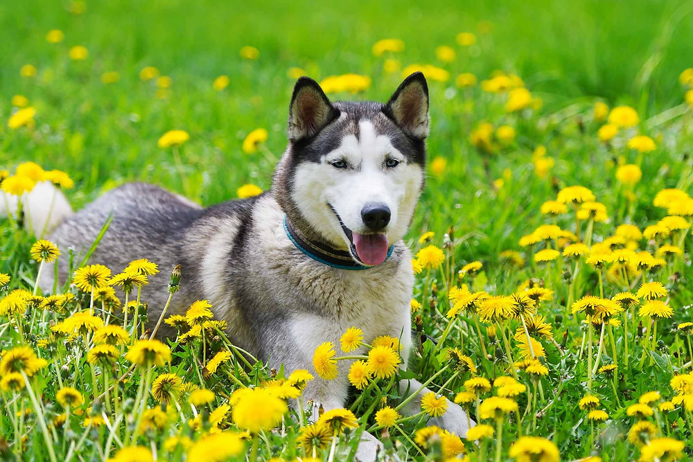 The Dangers that come with Spring Dog Walks