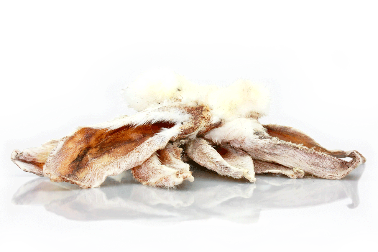 Dog Lovers Blog | Tips & News For Dog Owners | Harris Hounds