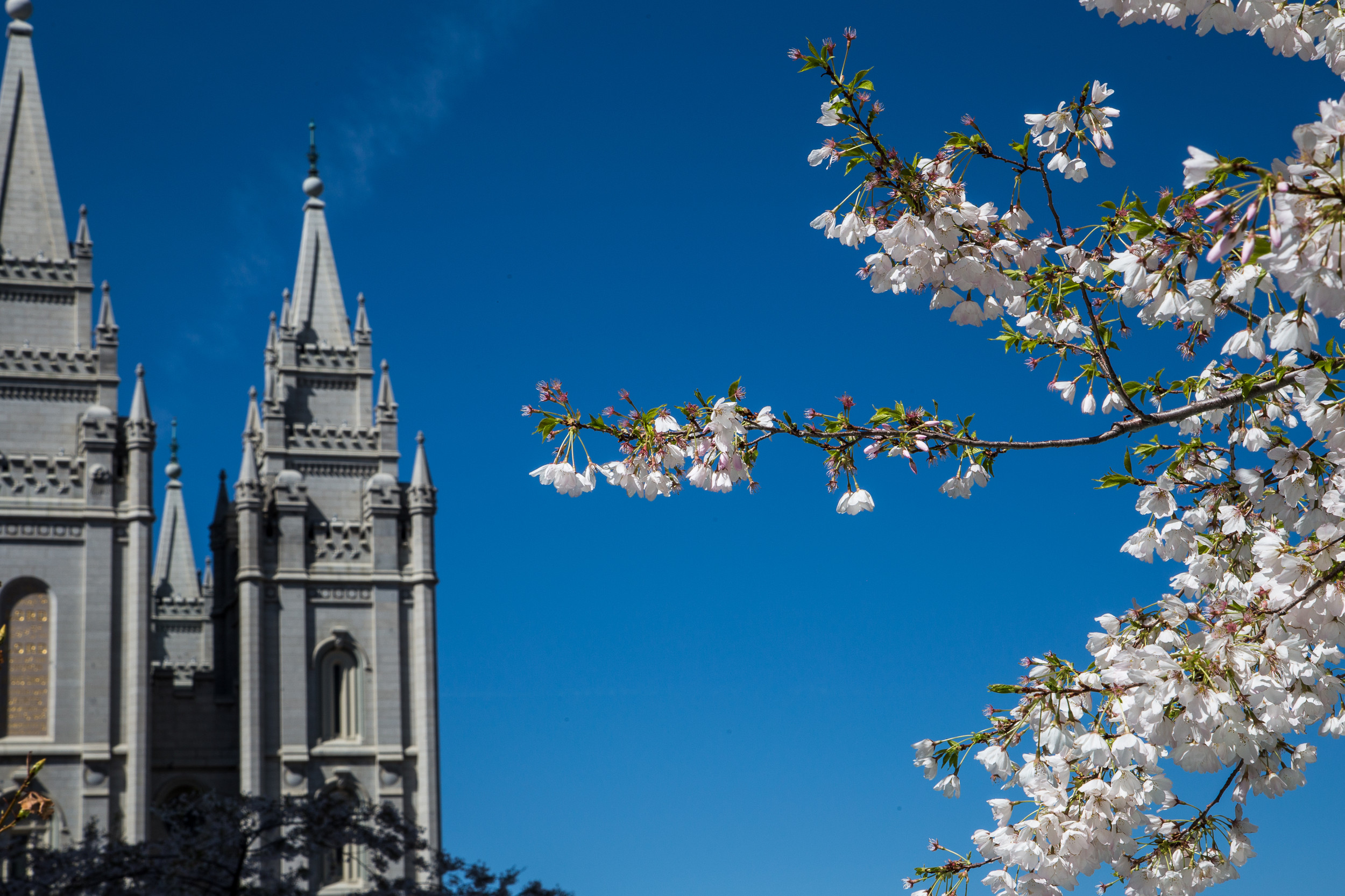 LDS Church Service Mission | Lisa Chriss Photo