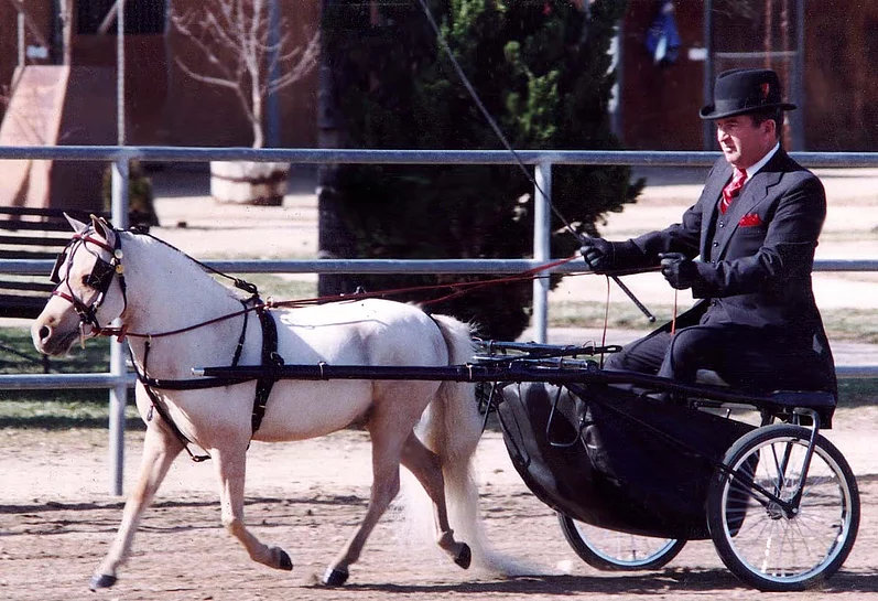 Miniature Hose Harness | Hunts Harness , Inc | The Finest Custom Harness