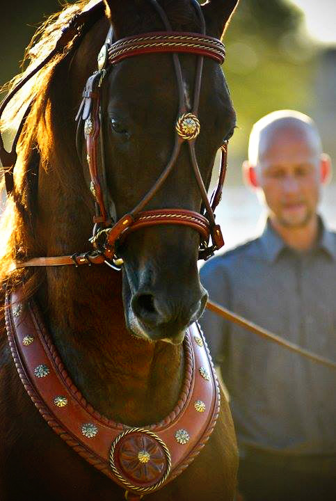 Fullscreen Page | HUNTS HARNESS