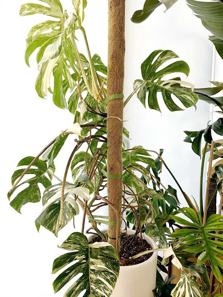 Climbing Poles for Your Plants