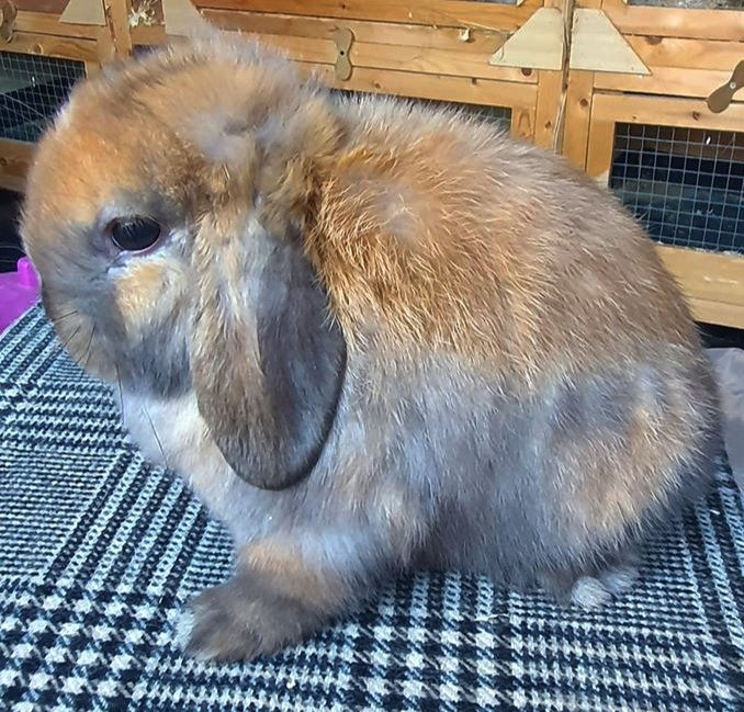 Minilop | Castle Rabbits | England