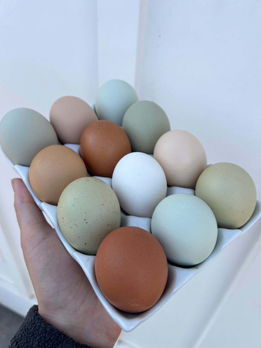 Hatching Eggs | Greenhaven Farm