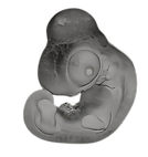 High-Resolution Episcopic Microscopy (Optical HREM): Imaging System for ...