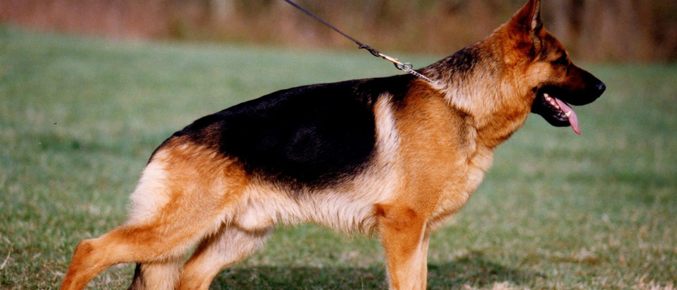 Protection Dogs | Kearneysville, WV - Metropolitan Executive Dogs