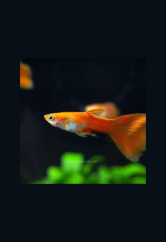 Red Moscow pair | Only Guppies