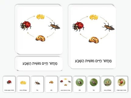 מחזור חיי חיפושית (מושית השבע) - כרטיסיות שלושה חלקים | מיטודו מונטסורי ...