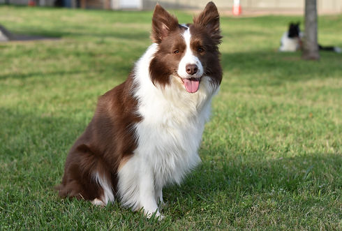 Home | Sage Ridge Border Collies | College Station, TX