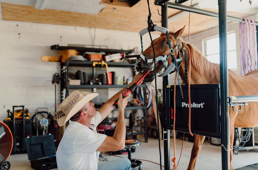 10 Essential Horse Health Checks: Waco Equine Vet Guide