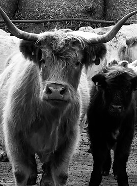 Our Story | Cornish Moo Cow Co