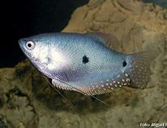 Tricogaster azul | Acqua World