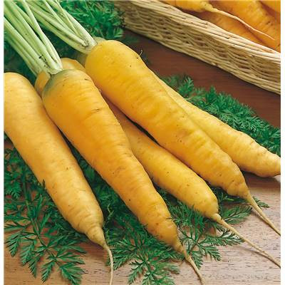 Carottes Jaune du Doubs | Les Jardins de Lauthiers
