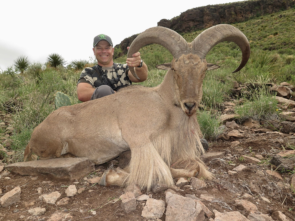 Aoudad Sheep Hunts | Double Diamond