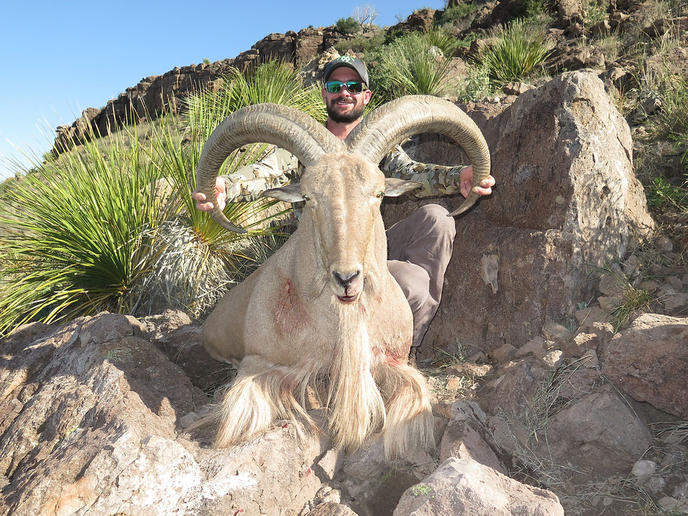 Aoudad Sheep Hunts | Double Diamond