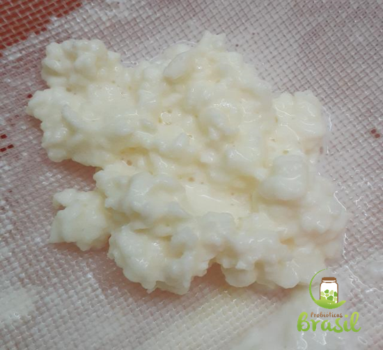 Formato de Grãos de Kefir de Leite – Galeria de Fotos