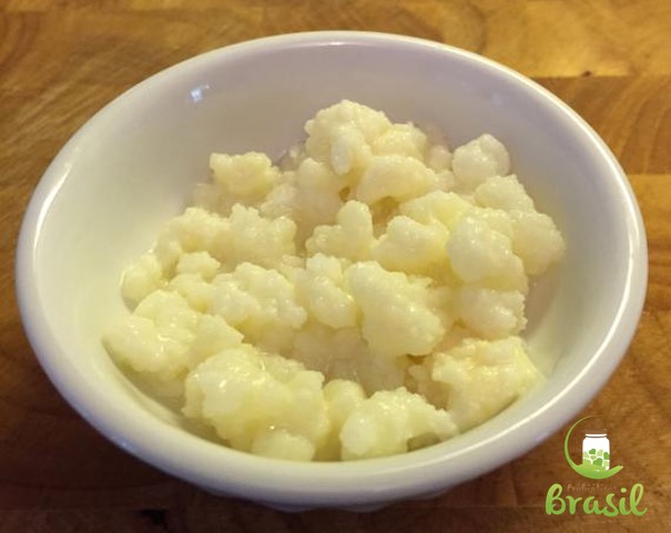 Formato de Grãos de Kefir de Leite – Galeria de Fotos