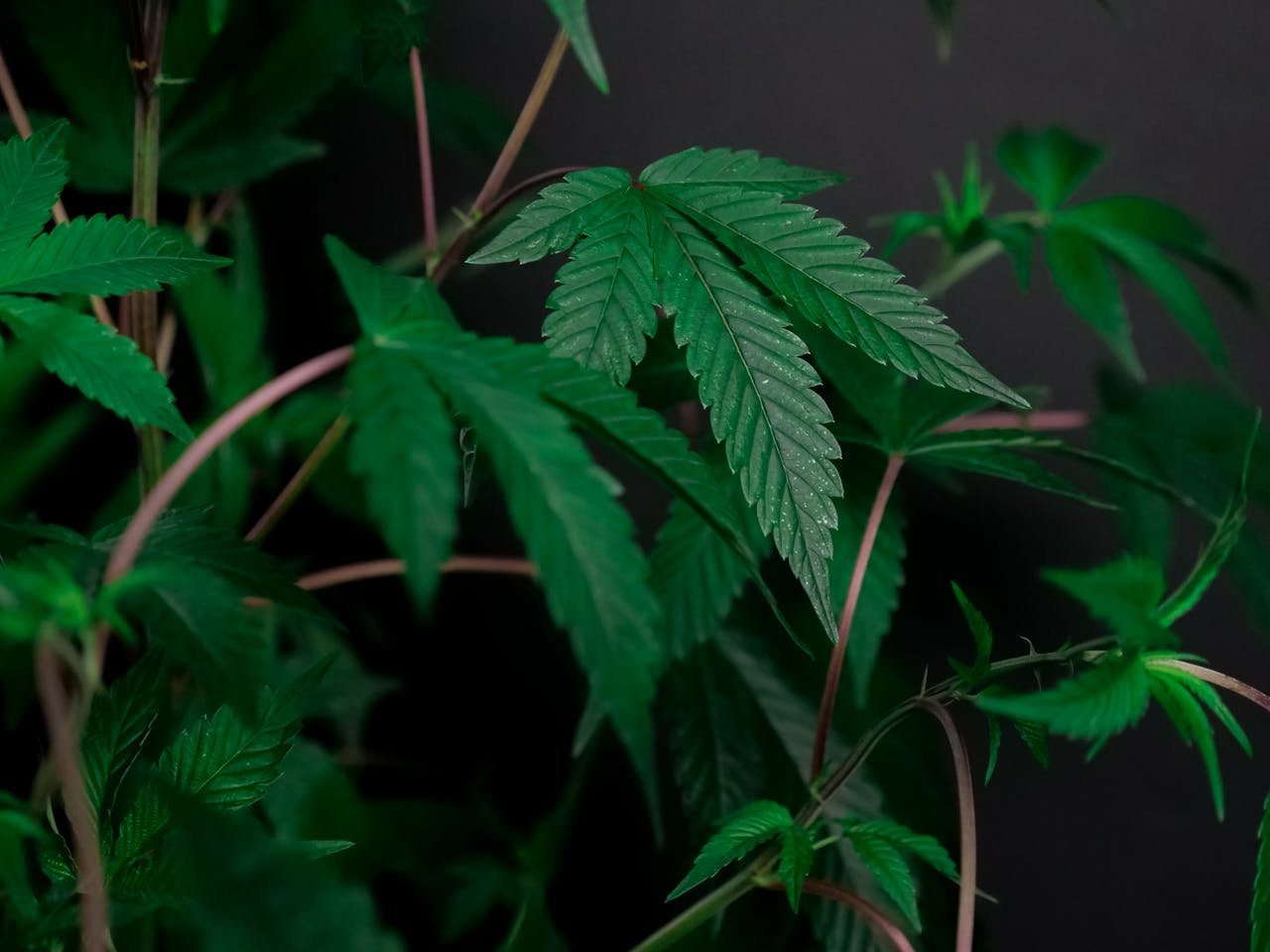 Got Questions? We Answer The Top FAQs About Cannabis-Infused Flower ...