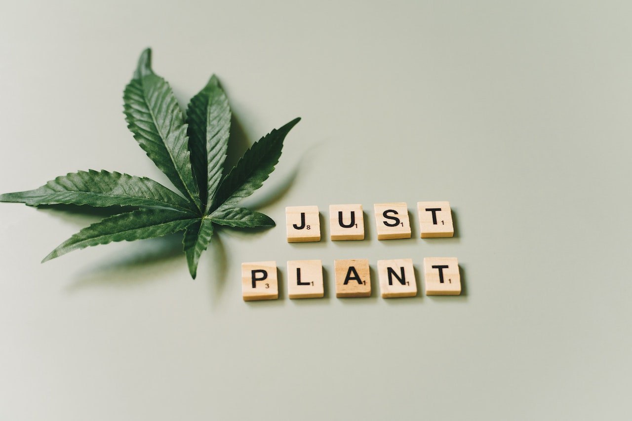Unlocking The Benefits Of Cannabis Topicals For Skin Care