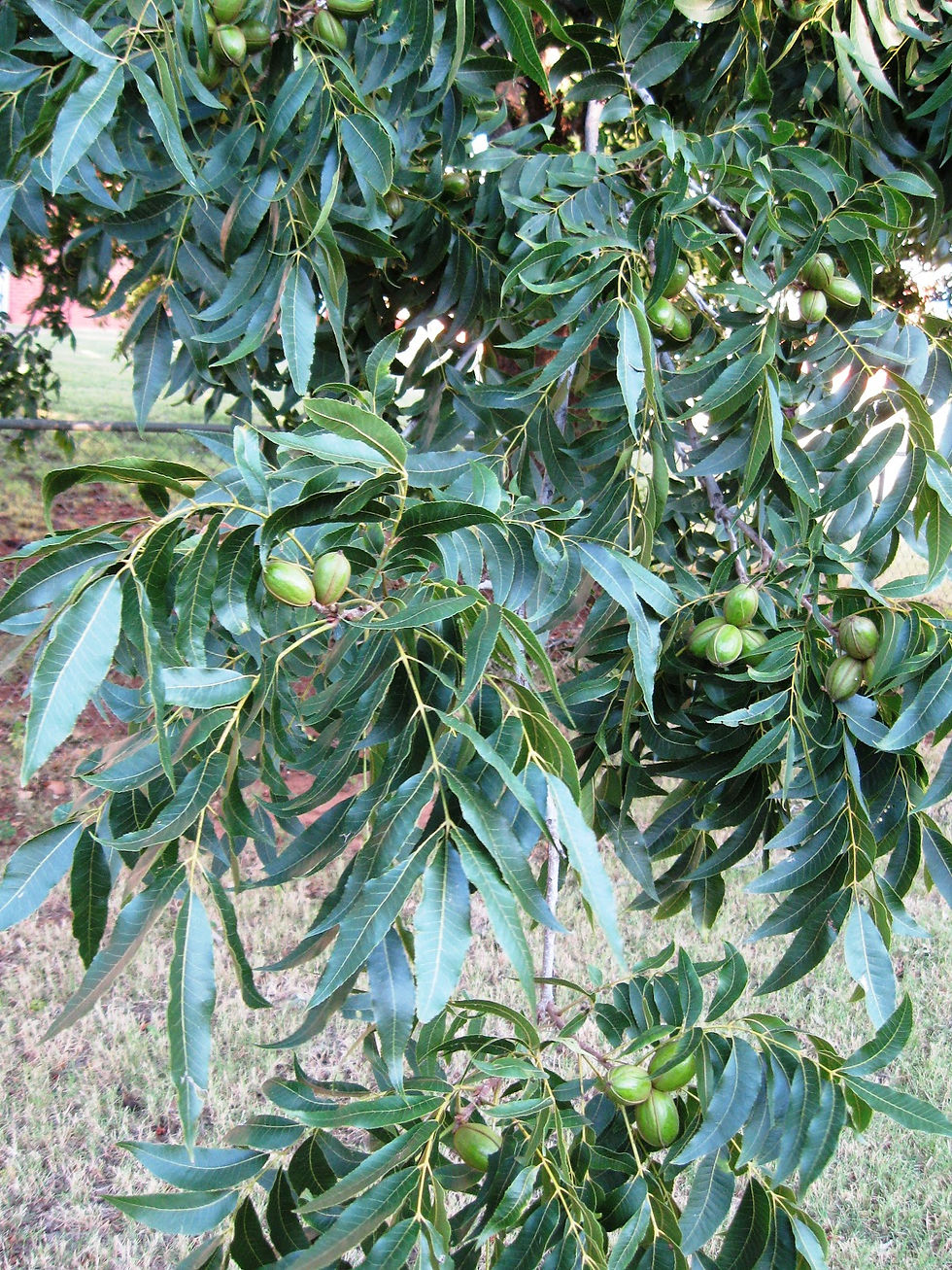 Chestnut Trees for Sale | Best Chestnuts for whitetail deer