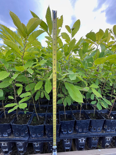 Chinese chestnut trees for sale