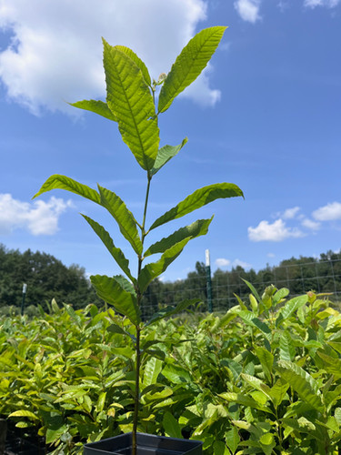 Hybrid Chestnut Trees for sale