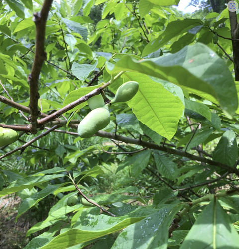 Paw Paw Trees for Sale - Newlife Habitat Solutions | Fast Growing & Hardy