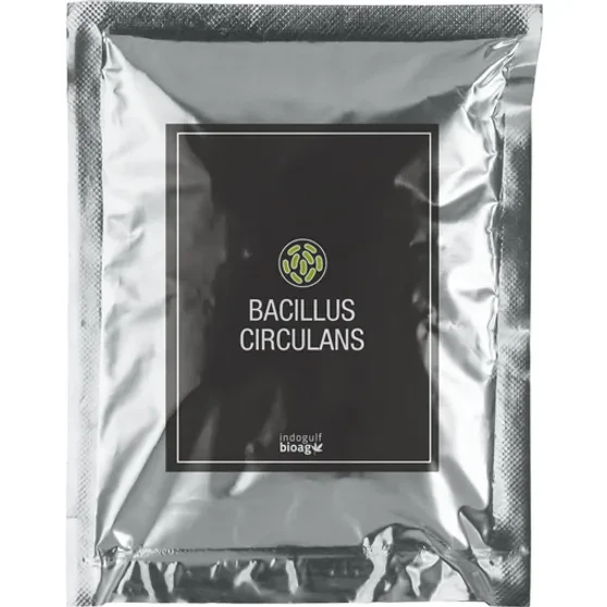 Bacillus circulans | Microbial Species | Indogulf BioAg
