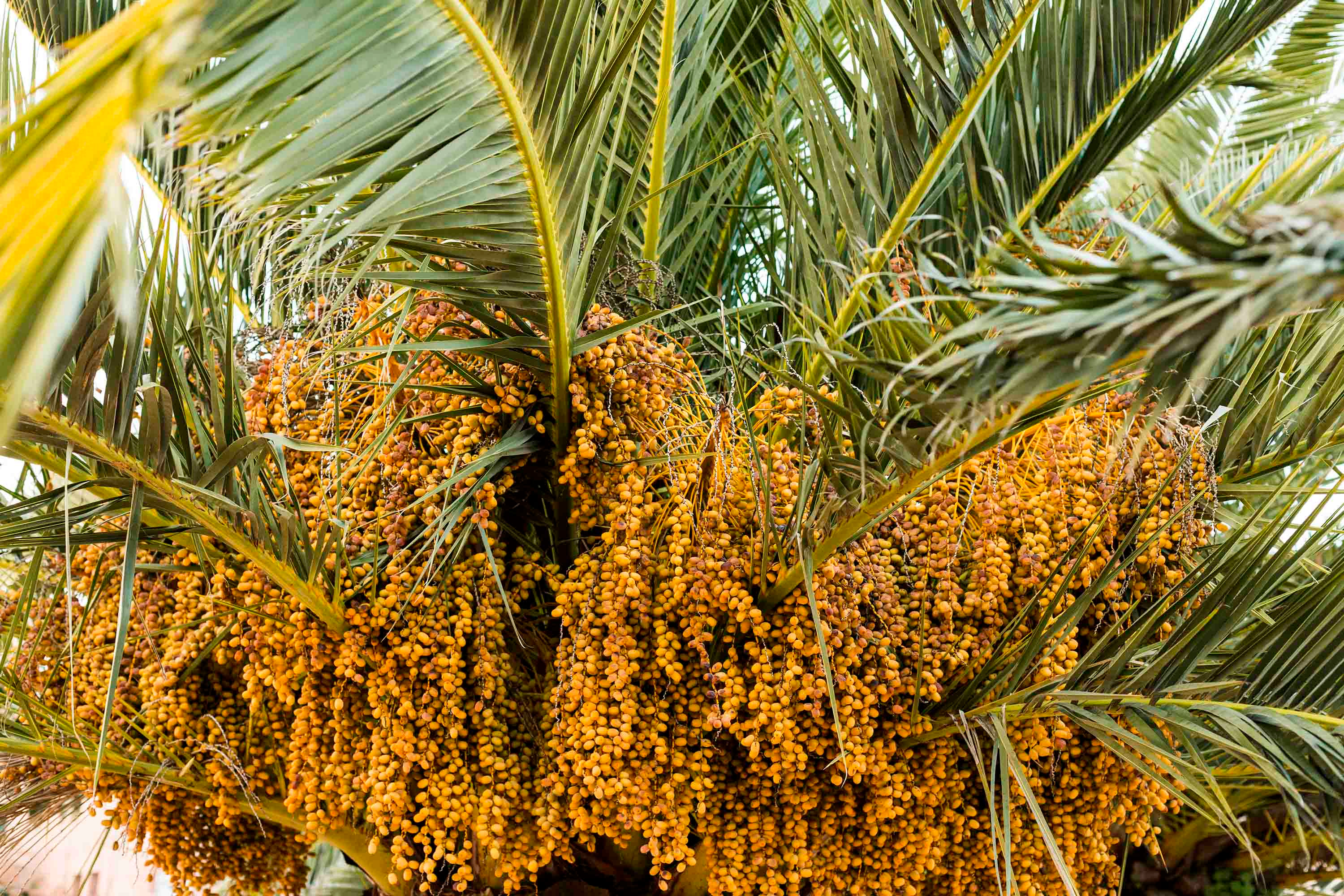 Dates Pro Manufacturer & Exporter | Crop Kits | Indogulf BioAg