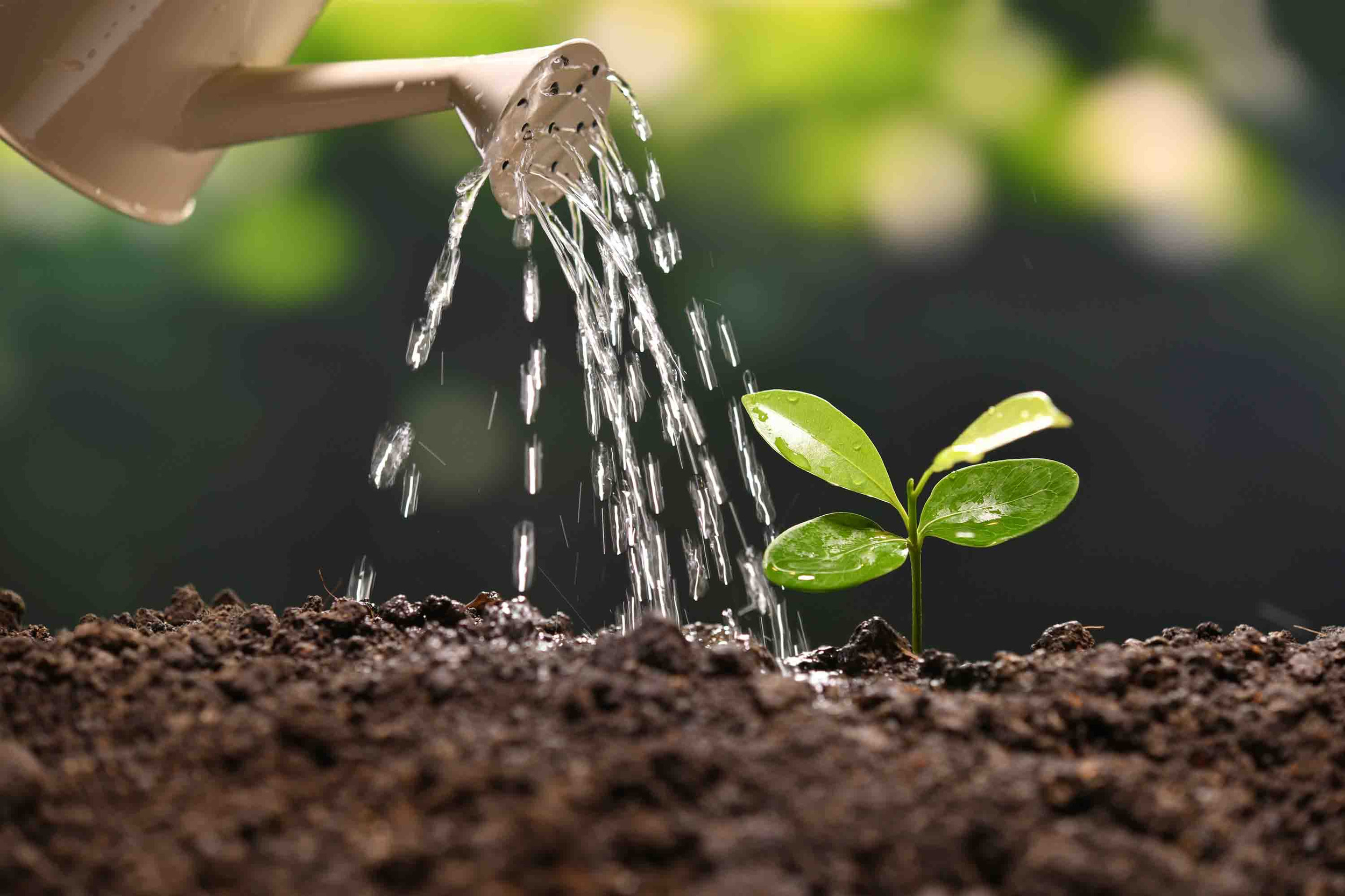 Iron Solubilizing Bacteria - Manufacturer & Exporter | Indogulf BioAg