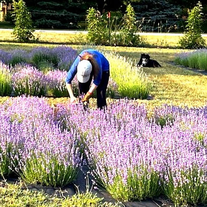 Lavender Circle Farm | natural lavender products and honey