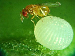 TRICHOGRAMMA WASPS: THE PERFECT BENEFICIAL INSECT | Marshall Grain Co.