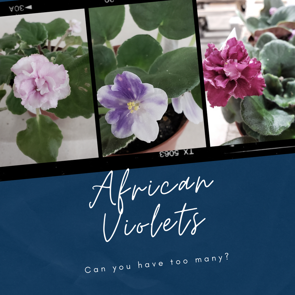 The Basics of African Violet Care | Marshall Grain Co.