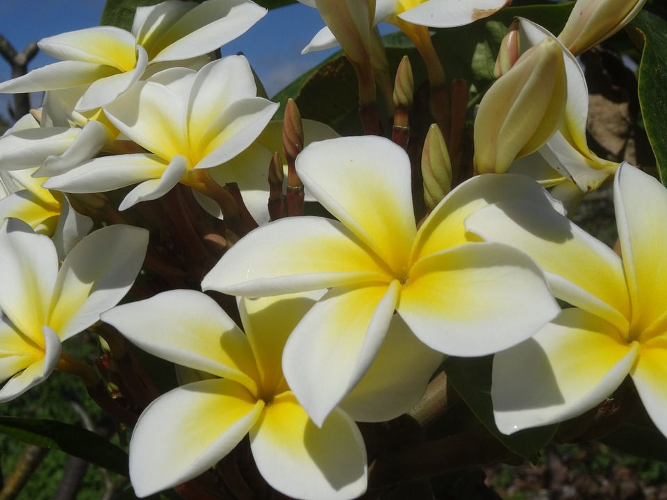 Plumerias Brighten Your Home Inside and Out