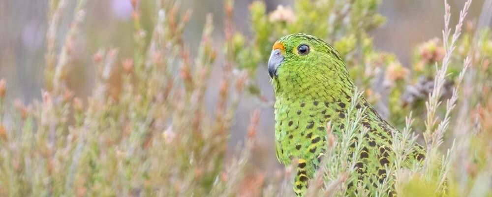 Monitoring the Eastern Ground Parrot with Bioacoustic methods