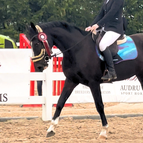 Holland | Barratt Equestrian