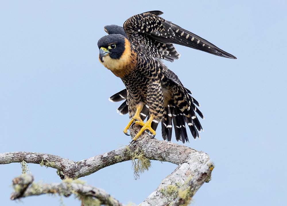 Searching for one of the world’s rarest falcons in the rain forests of ...