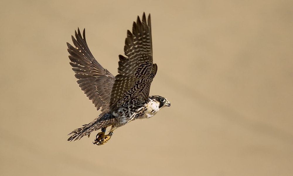Charting the long-distance migrations of the world's fastest bird